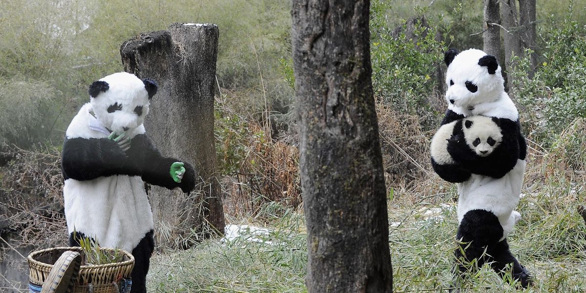 China Employs Professional Panda Huggers for $32,000 a Year - Hasan Jasim
