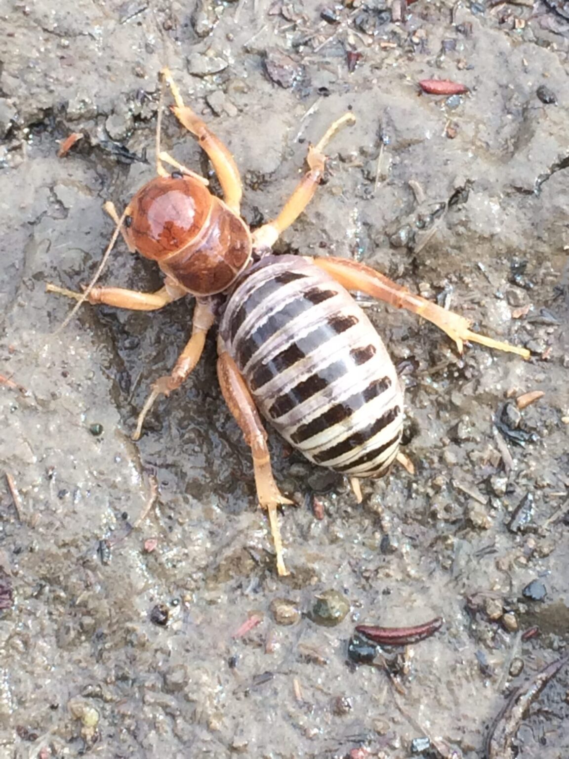 Exploring the Mysterious World of the Jerusalem Cricket - Hasan Jasim