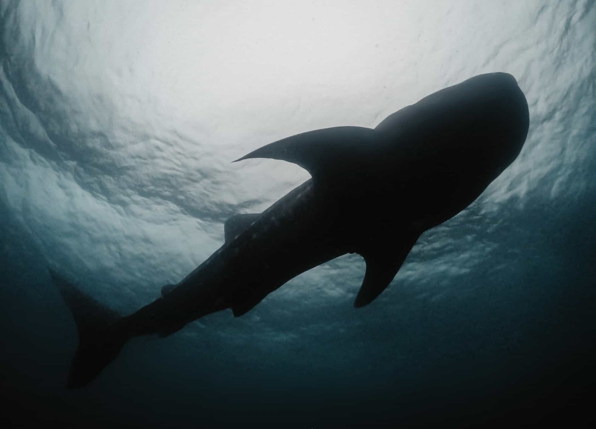 Majestic Giants of the Deep: Exploring the Enigmatic World of the Whale ...