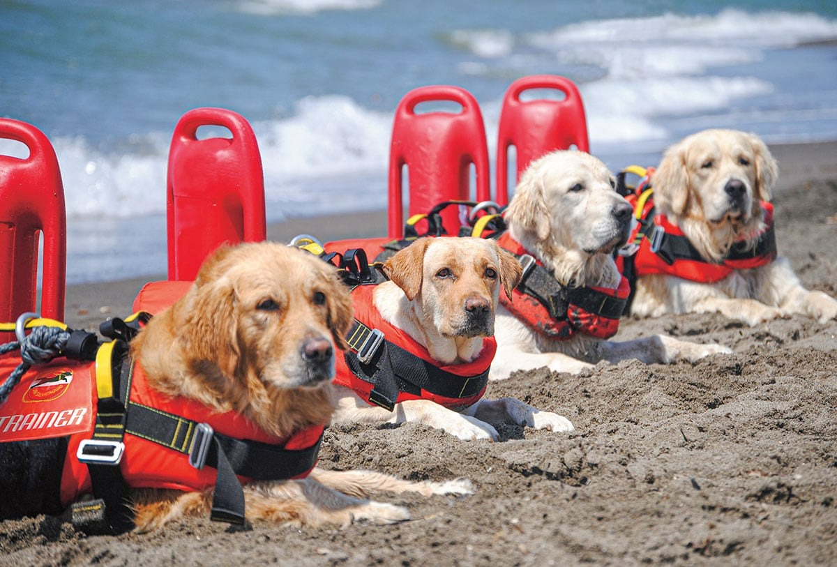 Croatia's Dog Lifeguards: A Furry Friend to Keep You Safe at the Beach ...