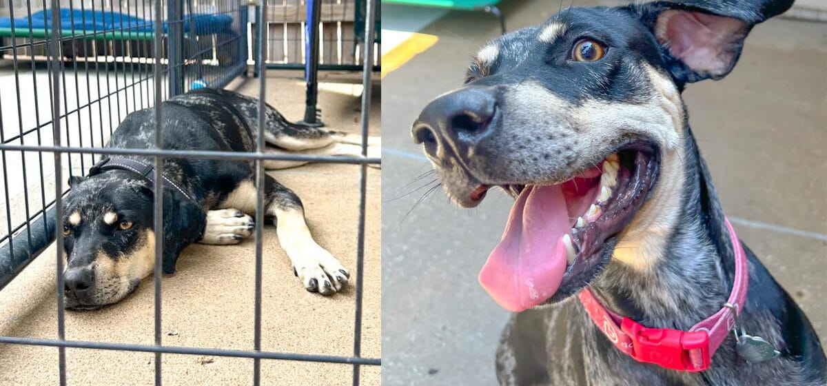 Shelter dog “loses hope” after being returned three hours after being ...