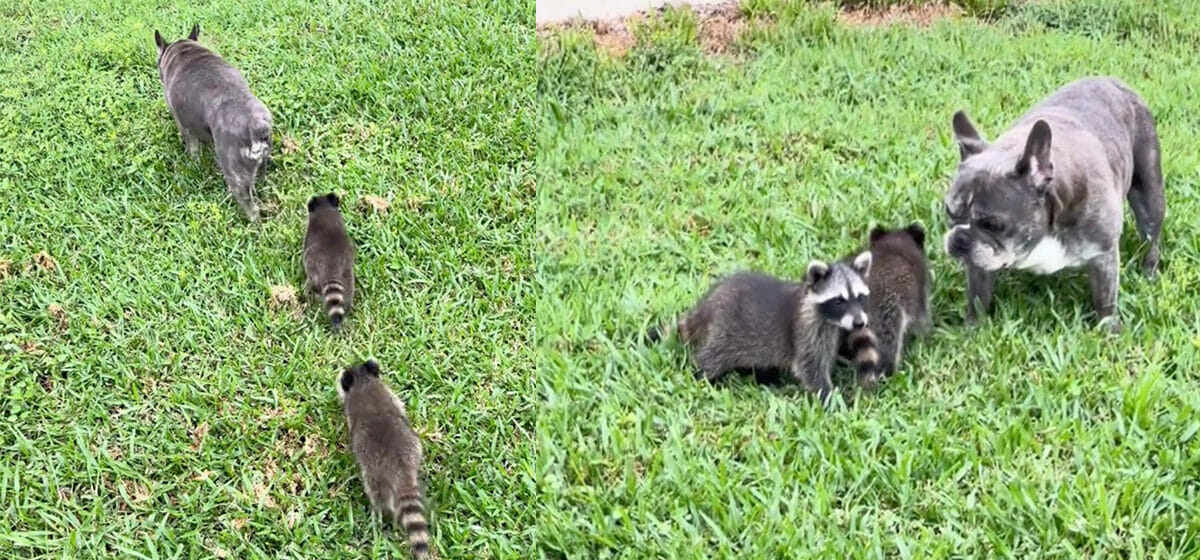 Adorable baby raccoons look up to French bulldog as their dad in viral ...