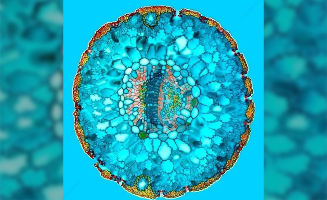 Magnified Cross Section of a Pine Needle - Hasan Jasim