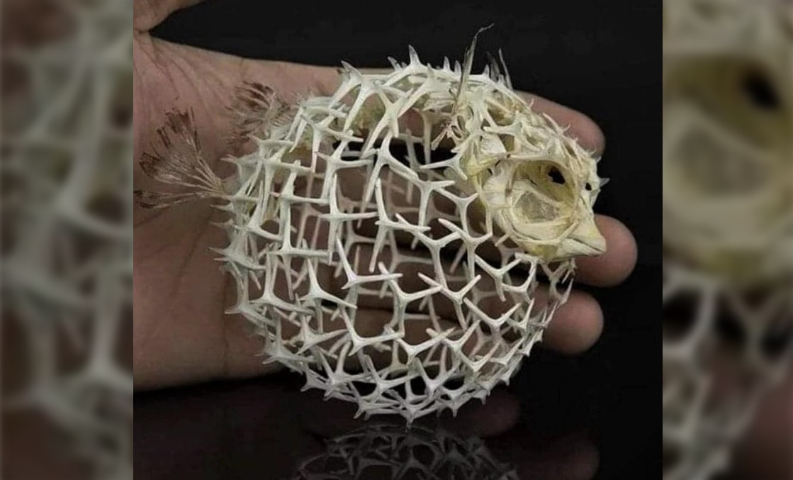 Unveiling the Fascinating World of Pufferfish Skeletons - Hasan Jasim