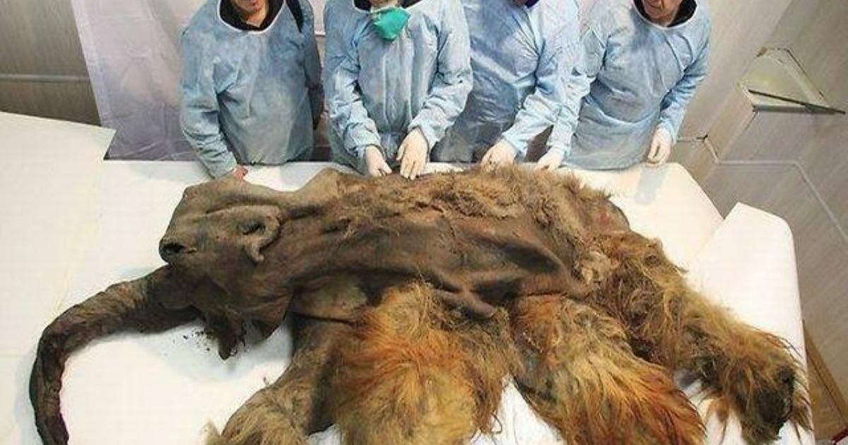 Exceptional Discovery: 39,000-Year-Old Mammoth Carcass with an Intact ...