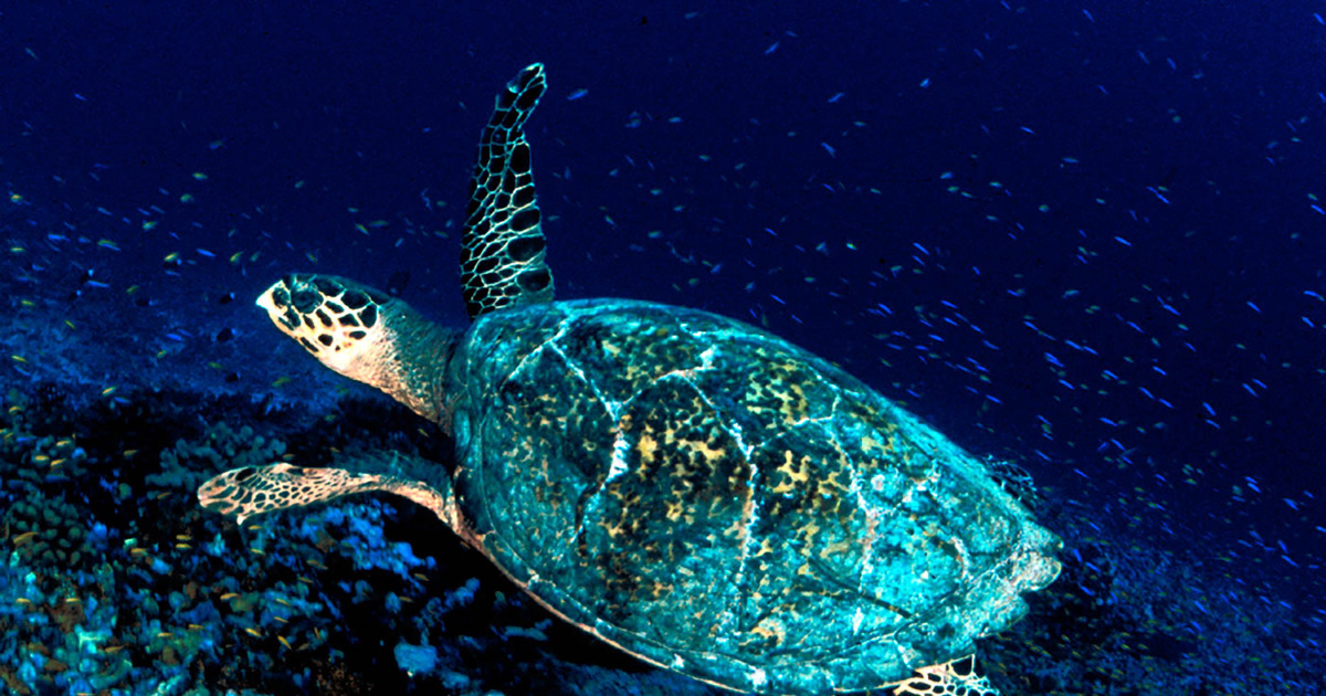 The Hawksbill Sea Turtle: A Marvel of Nature’s Adaptive Color Shift ...