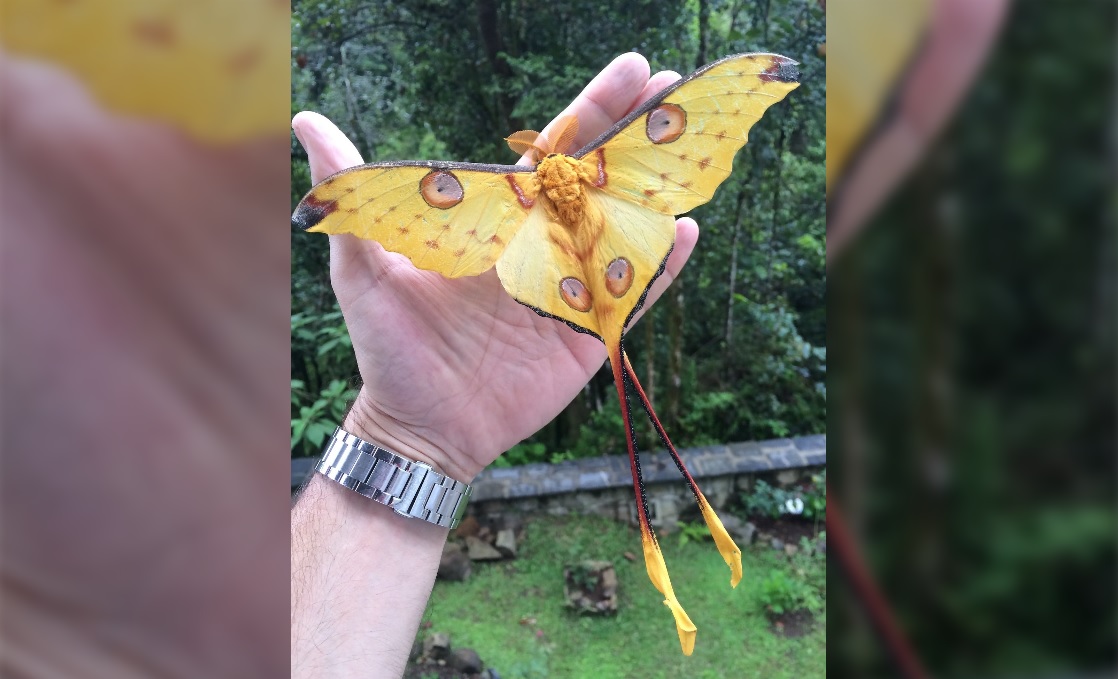 Comet Moth: One of the World’s Largest Silk Moths - Hasan Jasim