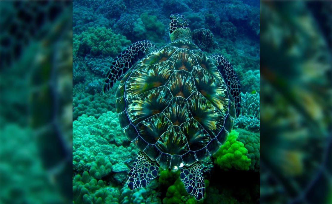 The Hawksbill Sea Turtle: A Marvel of Nature’s Adaptive Color Shift ...
