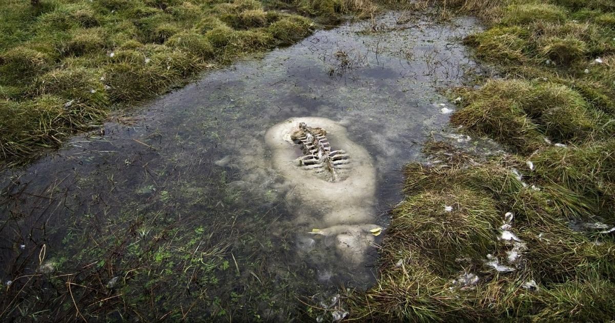 Sheep Preserved Intact After Drowning in Canal - Hasan Jasim