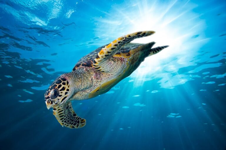 The Hawksbill Sea Turtle: A Marvel of Nature’s Adaptive Color Shift ...