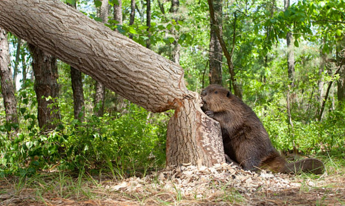 This Is How Beavers Fell A Tree - Hasan Jasim