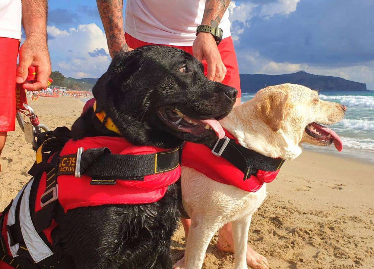 Croatia’s Dog Lifeguards: A Furry Friend to Keep You Safe at the Beach ...