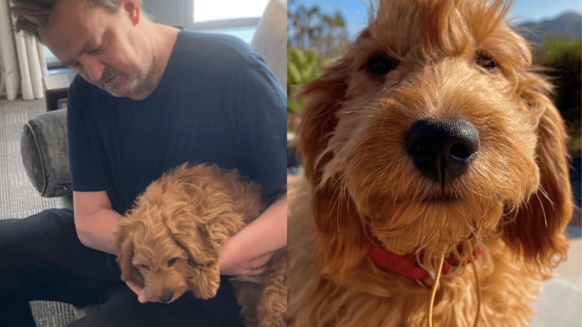 Lisa Kudrow considering adopting Matthew Perry’s dog after “Friends” co ...