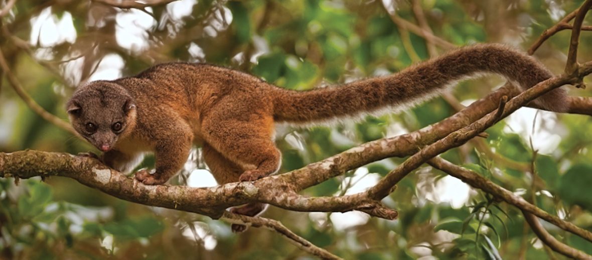 The Olinguito: A Remarkable Discovery in the Andean Cloud Forests ...