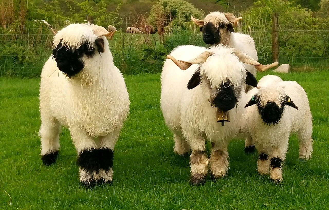 The Adorable Valais Blacknose Sheep: The World’s Most Expensive and ...