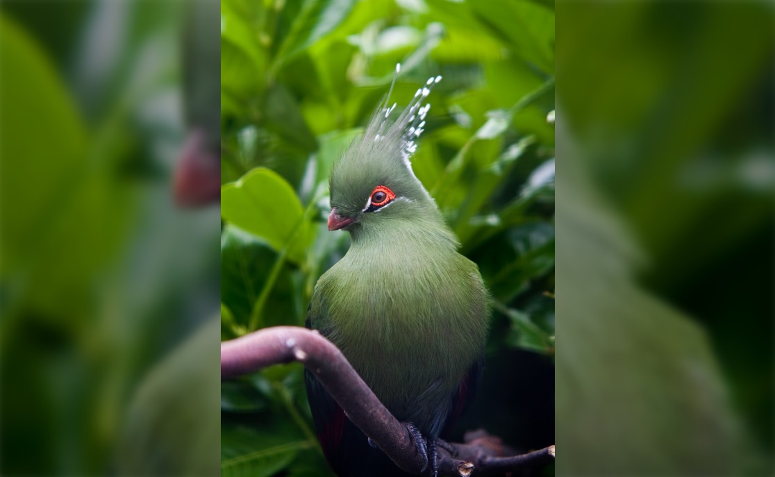 Schalow’s Turaco: A Fascinating Avian Marvel - Hasan Jasim