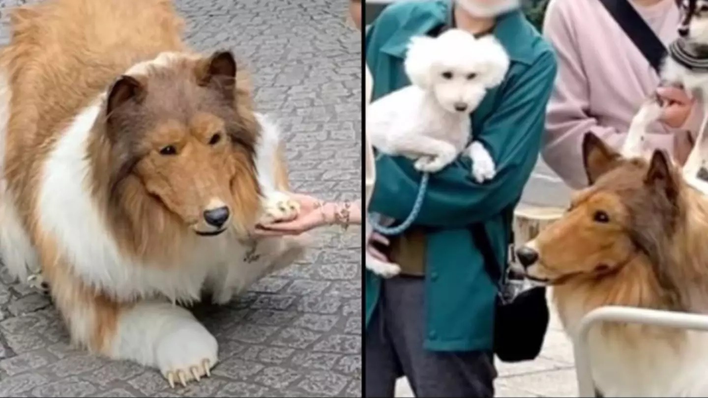 Man’s £12,000 Transformation into ‘Human Border Collie’ Fails to Win ...