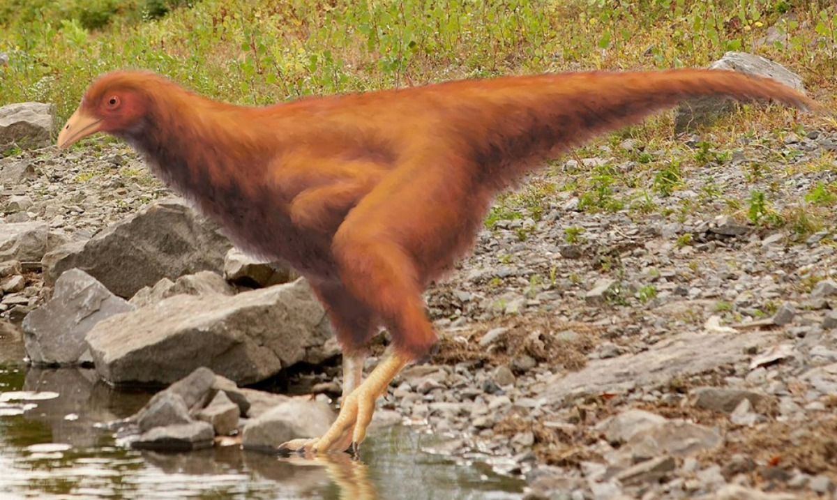 Jurassic Park 1.0: Chicken With Dinosaur Features Has Been Created by ...