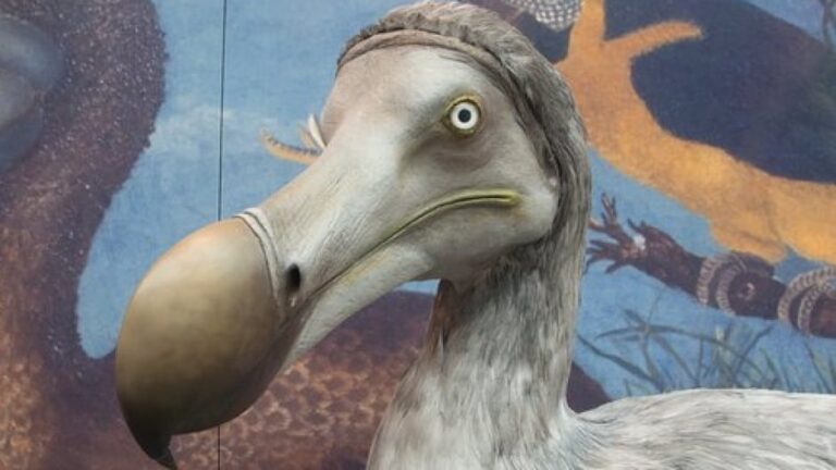 The Curious Life and Surprising Death of the Last Dodo on Earth - Hasan ...