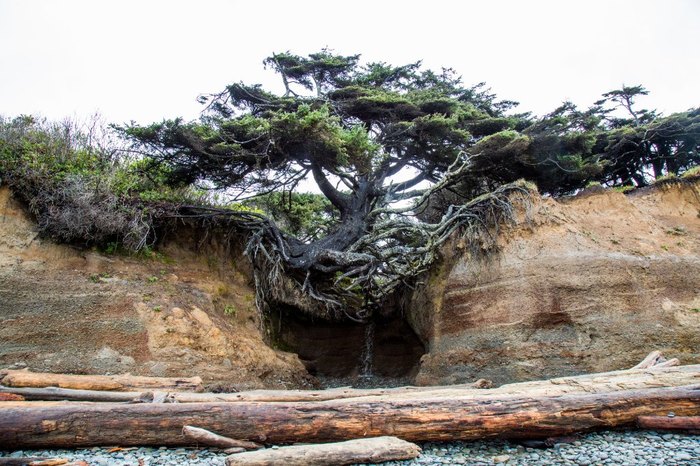 Life Finds a Way: The Tree of Life in Olympic National Park - Hasan Jasim