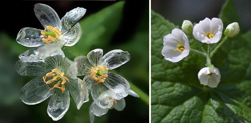 Diphylleia grayi: The Skeleton Flower - Hasan Jasim