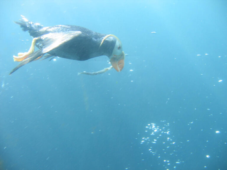 Puffins: The Underwater Aces of the Avian World - Hasan Jasim