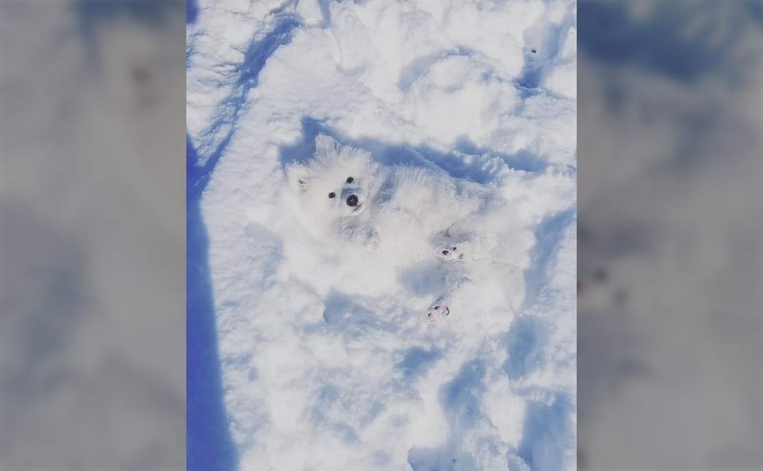 Snowy Marvel: Adorable Pup Embrace the Art of Snow Camouflage - Hasan Jasim