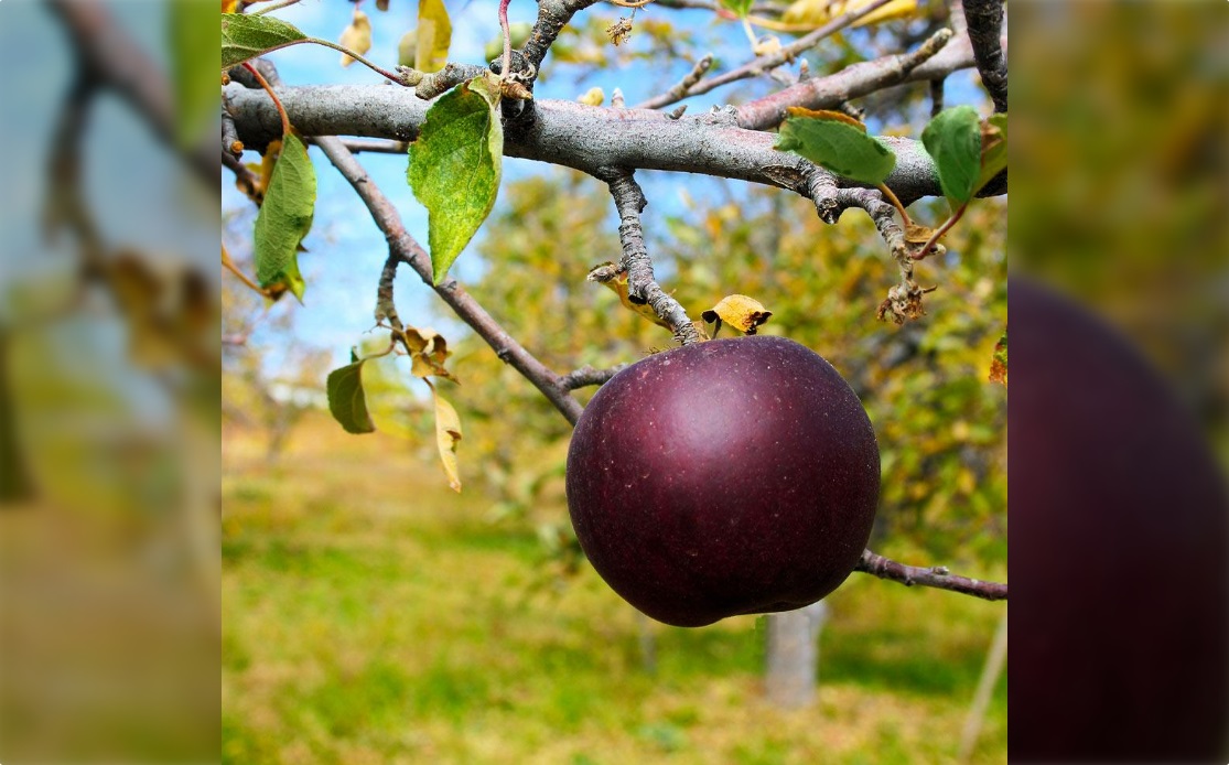 A Taste of Royalty: Unveiling the Enigmatic Black Diamond Apple - Hasan ...