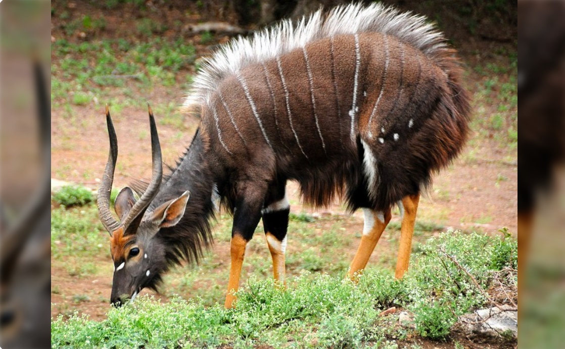 The Lowland Nyala: A Spiral-Horned Antelope of Southern Africa - Hasan ...