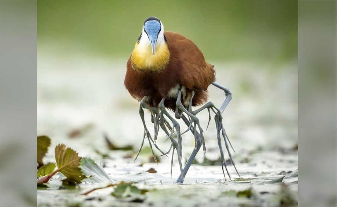 A Devoted Father's Feathered Fortress: The Heartwarming Tale of an ...