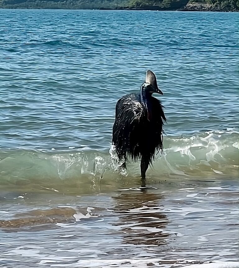 Stunned beachgoers watch ‘world’s most dangerous bird’ emerge from ...