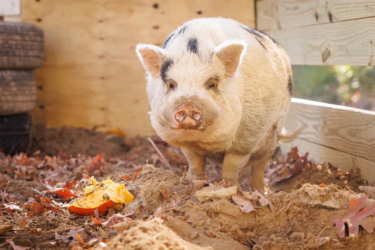 Escaped pig named “Kevin Bacon” home safe after two weeks on the run ...