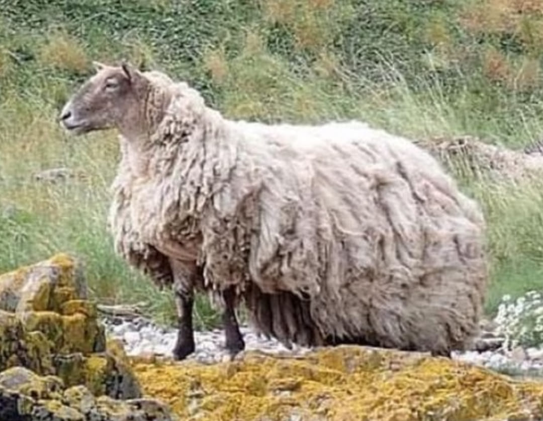 Stranded on rocky beach for two years, Britain’s ‘loneliest sheep ...