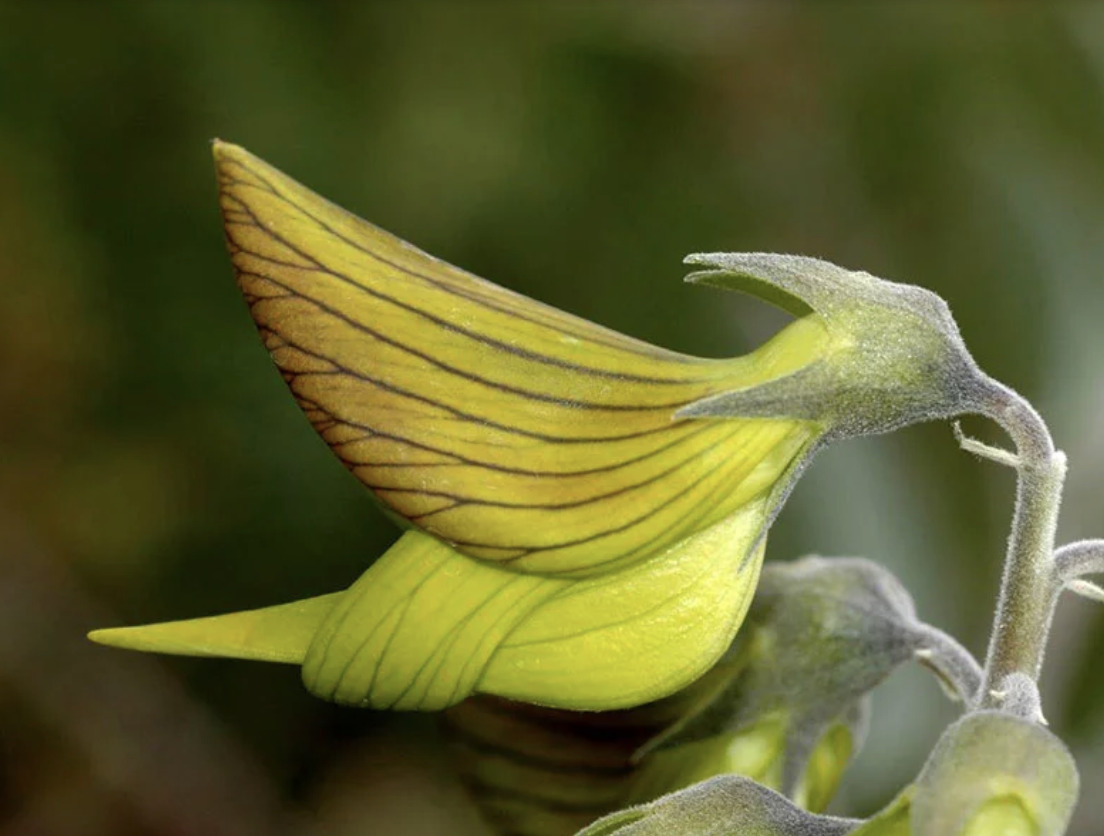 Crotalaria cunninghamii: The Green Birdflower - Hasan Jasim