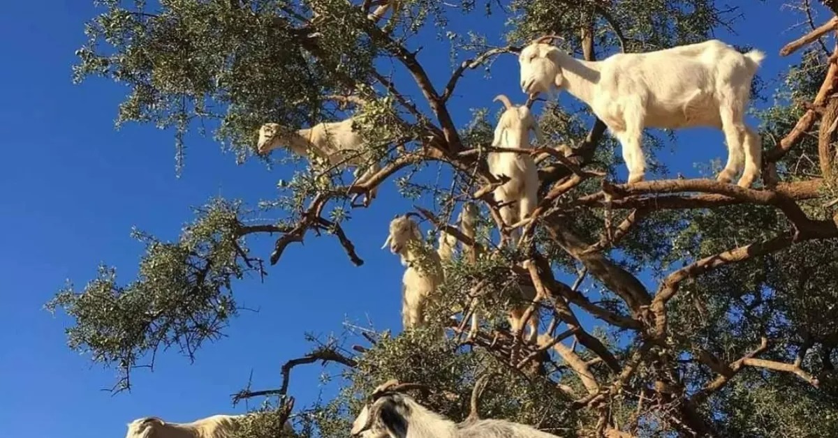 The Mystery of Morocco’s Tree-Climbing Goats - Hasan Jasim