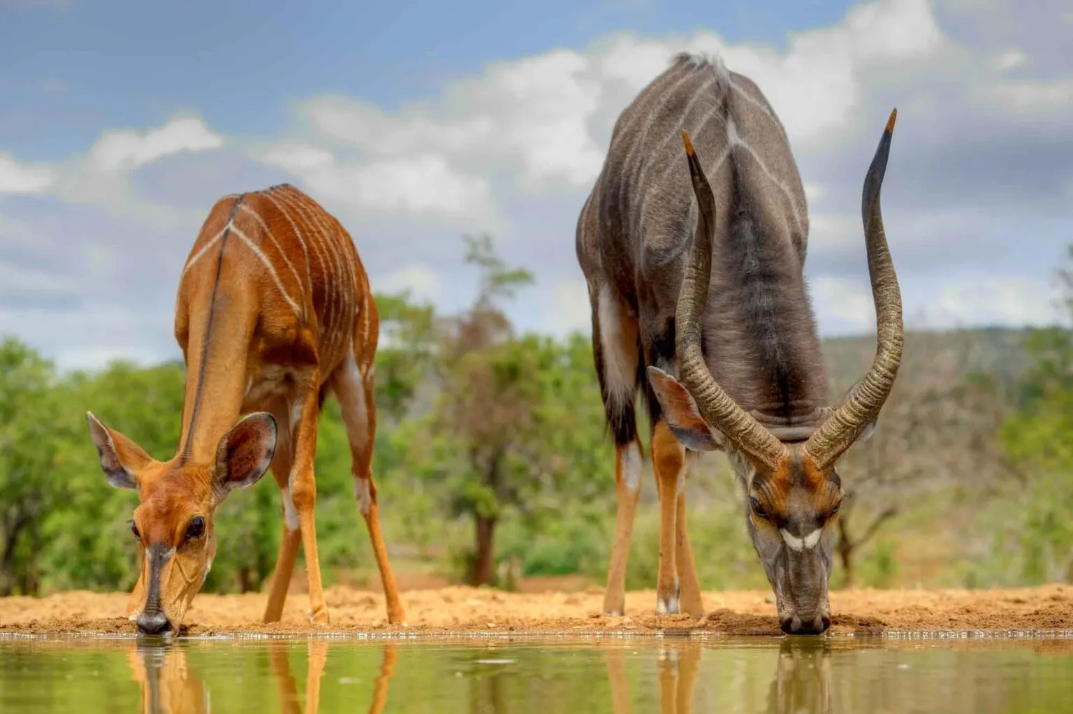 The Lowland Nyala: A Spiral-Horned Antelope of Southern Africa - Hasan ...