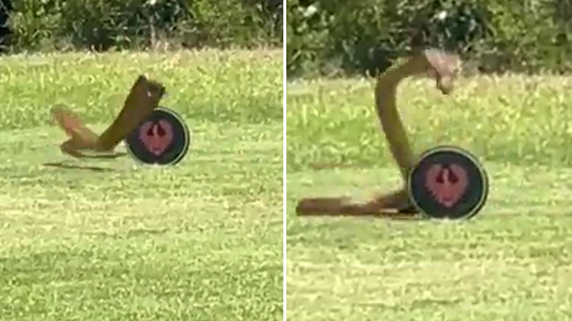 Watch shocking moment huge cobra flees from mongoose on golf course and ...