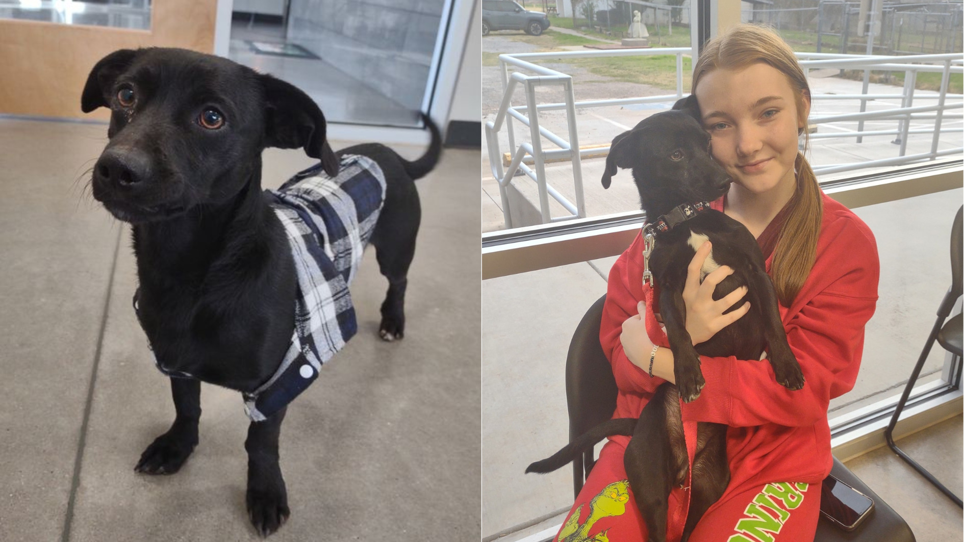 “A**hole” dog gets adopted after hilariously honest shelter post goes ...