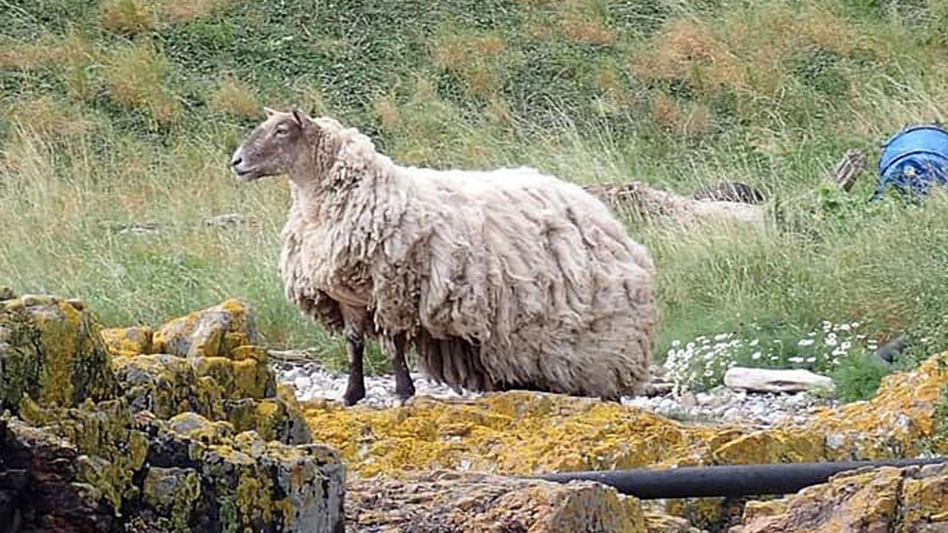 Stranded on rocky beach for two years, Britain’s ‘loneliest sheep ...