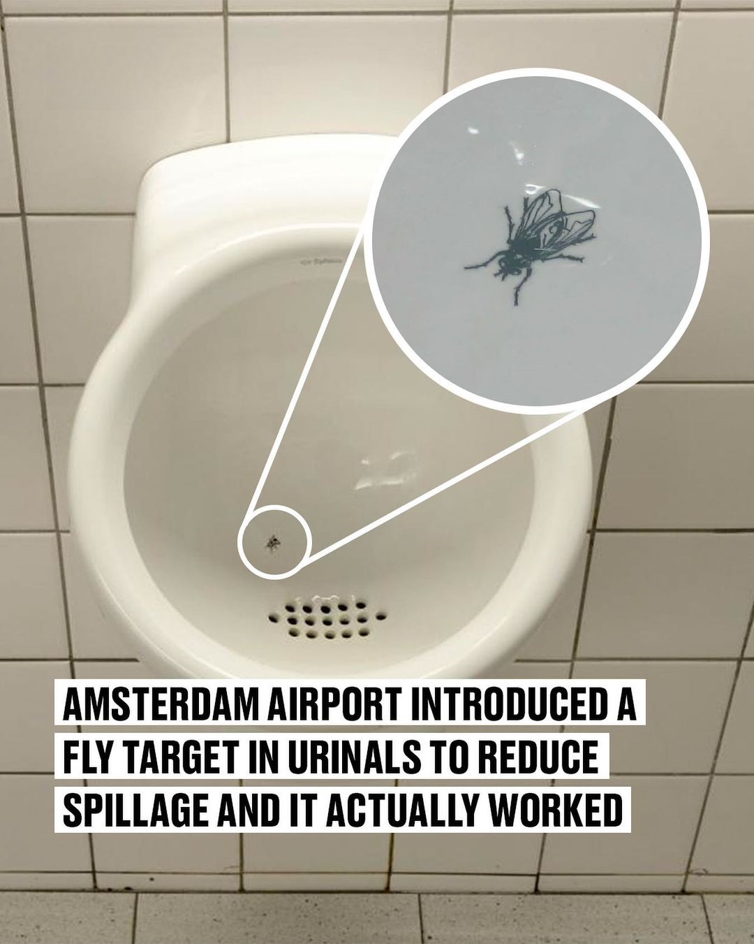 Amsterdam Airport Introduced A Fly Target In Urinals To Reduce Spillage ...