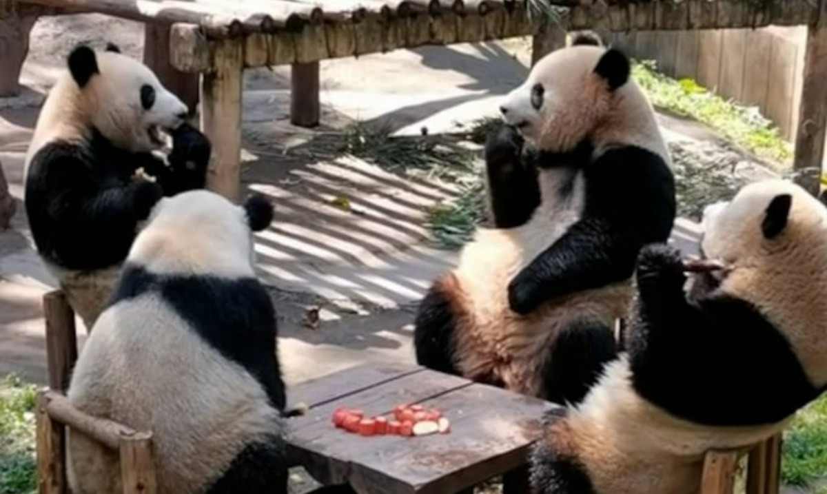 Gentle Giant Pandas Share a Charming Mealtime Moment - Hasan Jasim