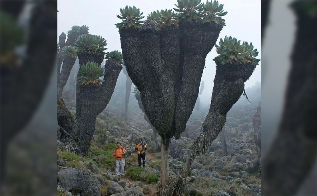 Dendrosenecio kilimanjari: The Towering Giant Groundsel of Mount ...