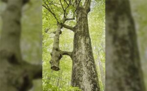 Nature’s Eternal Embrace: The Extraordinary Bond of Inosculation ...