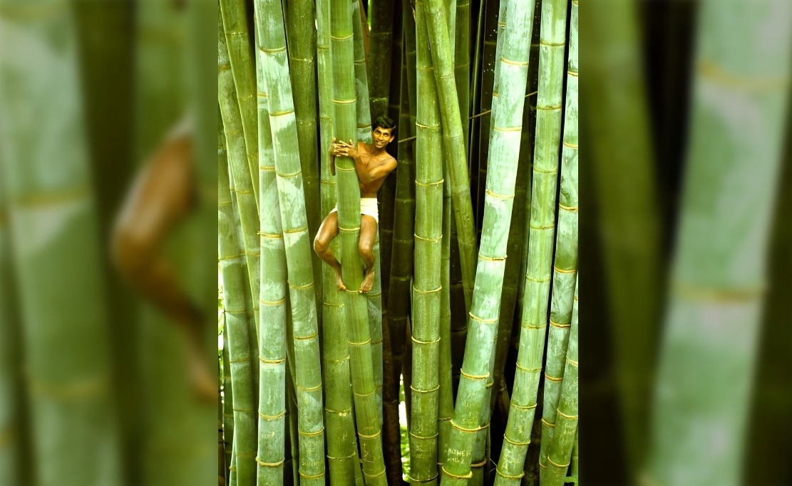 Skyscraper Plant: This Giant Bamboo Can Grow Taller Than a 10-Story ...