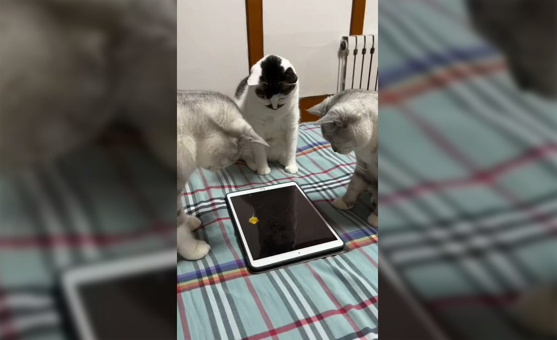 Internet Marvels at App Allowing Cats to Play: A Surprising Tech Trend ...