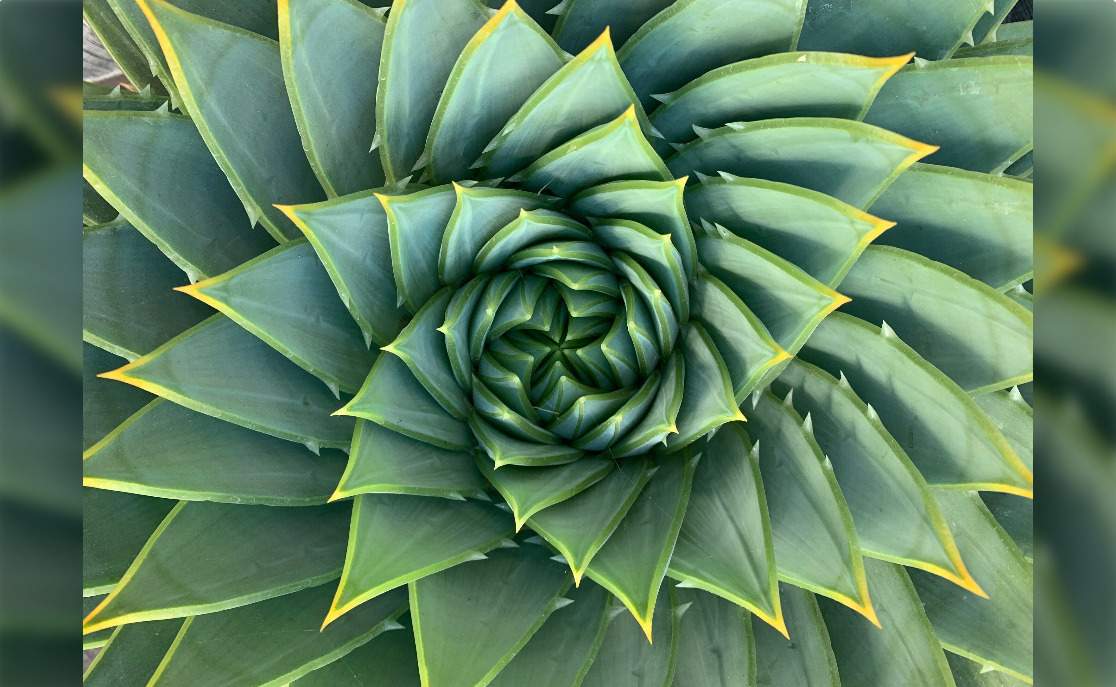 Aloe Polyphylla: The Fascinating Spiral Aloe - Hasan Jasim