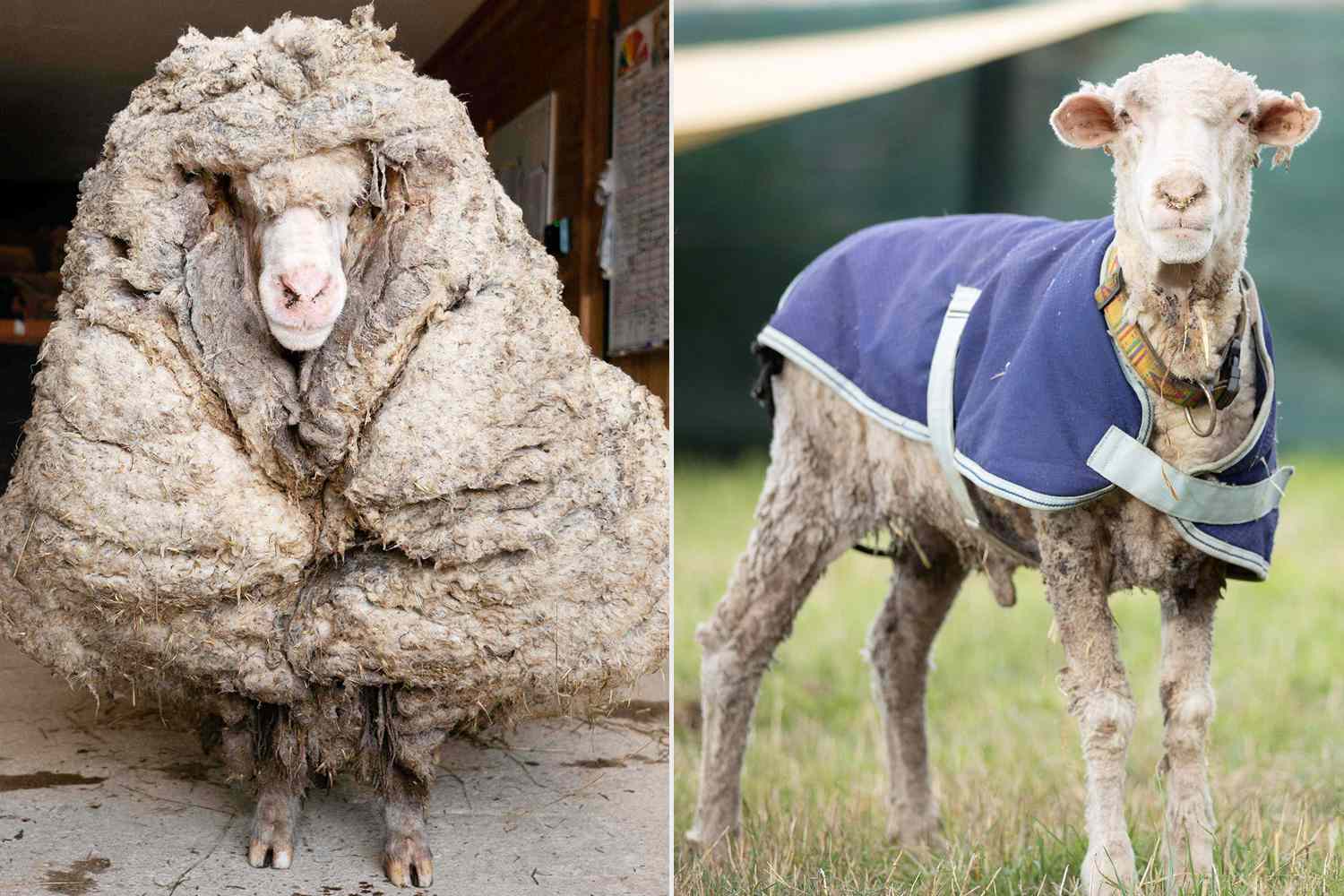 A New Fleece of Life: Sheep Rescued from Five-Year Wool Overgrowth ...
