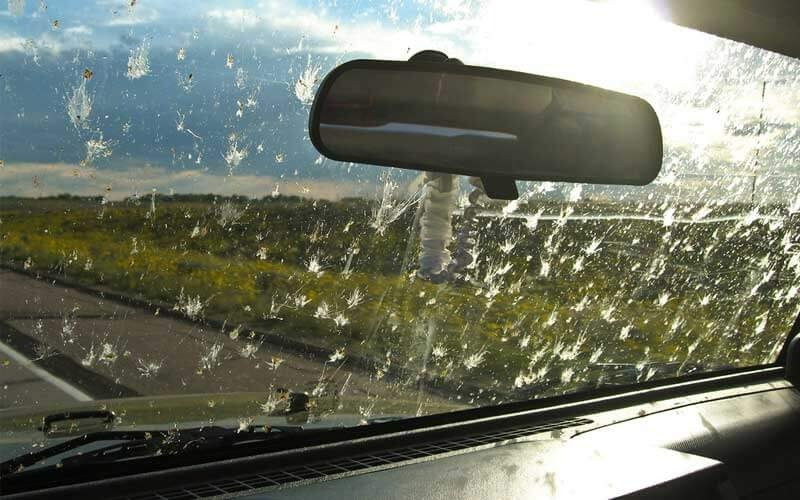 Why the Reduced Presence of Bug Splatters on Car Windshields Nowadays ...