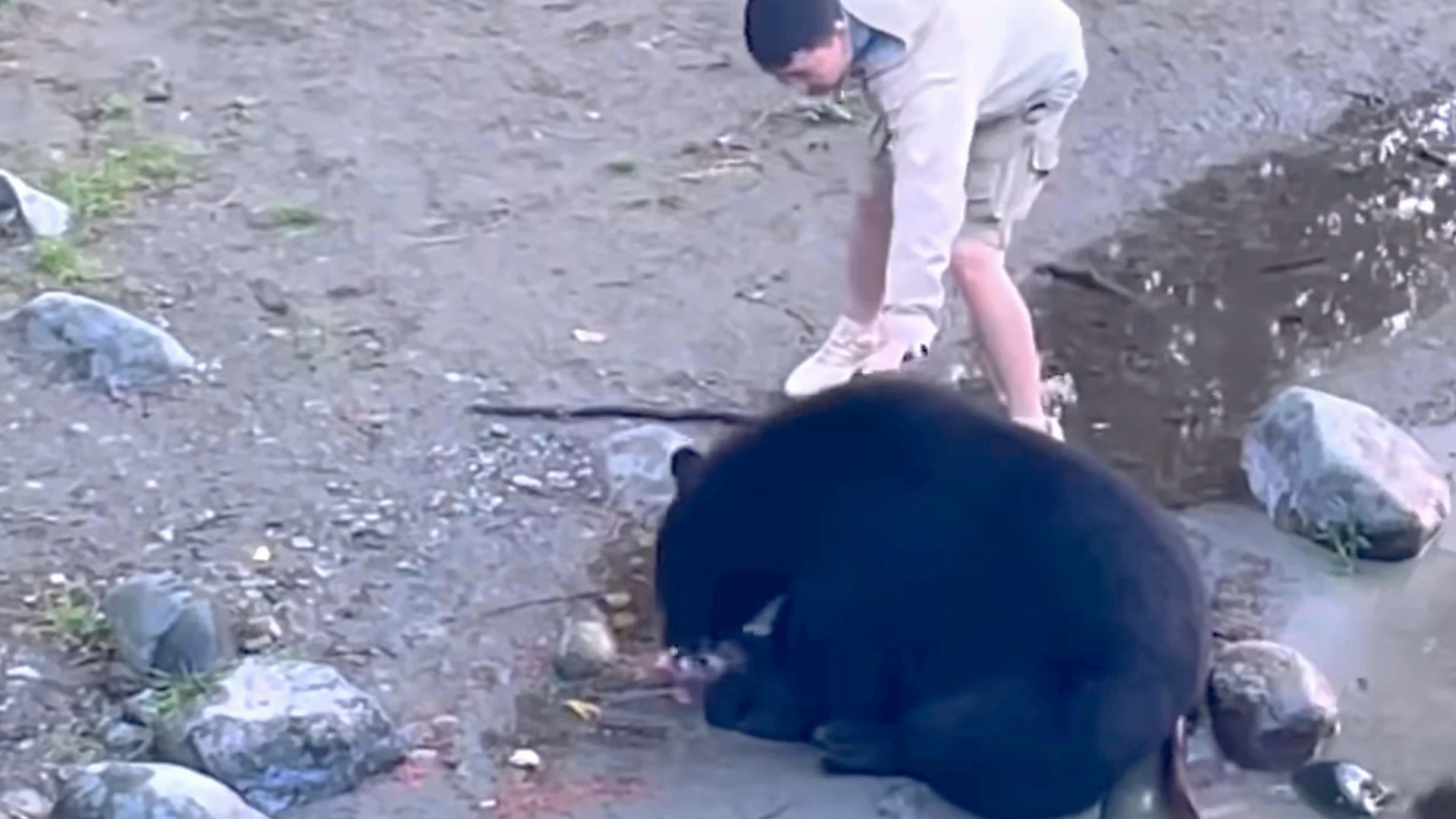 Tourists keep poking and poking and poking bear… until it has enough ...