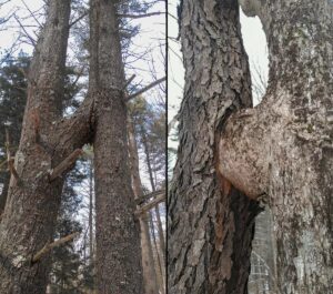 Nature’s Eternal Embrace: The Extraordinary Bond of Inosculation ...